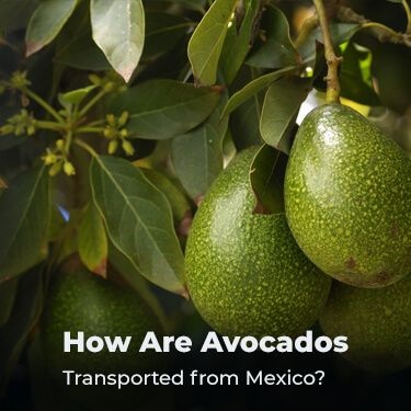 Shipping Avocados From Mexico To The United States | Mexico Cross ...