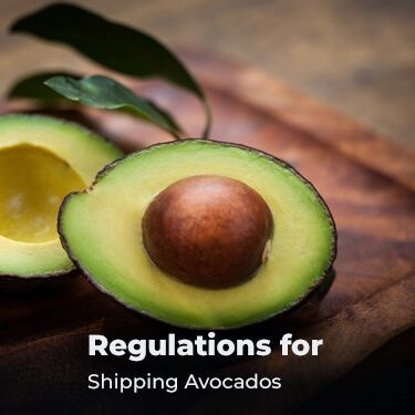 Shipping Avocados From Mexico To The United States | Mexico Cross ...